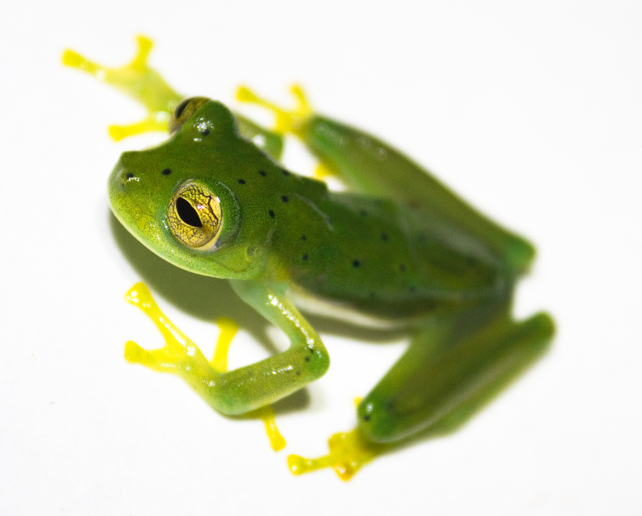 Centrolenidae - Glass Frog Family