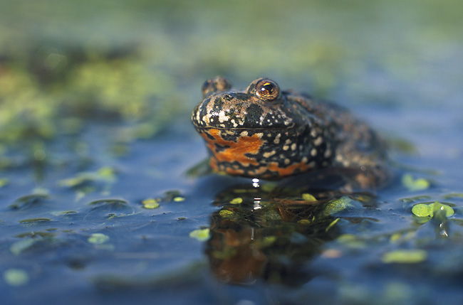 European Fire Bellied Toad (Bombina bombina)