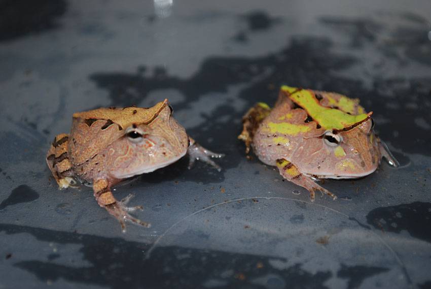 Surinam Horned Frog (Ceratophrys cornuta)