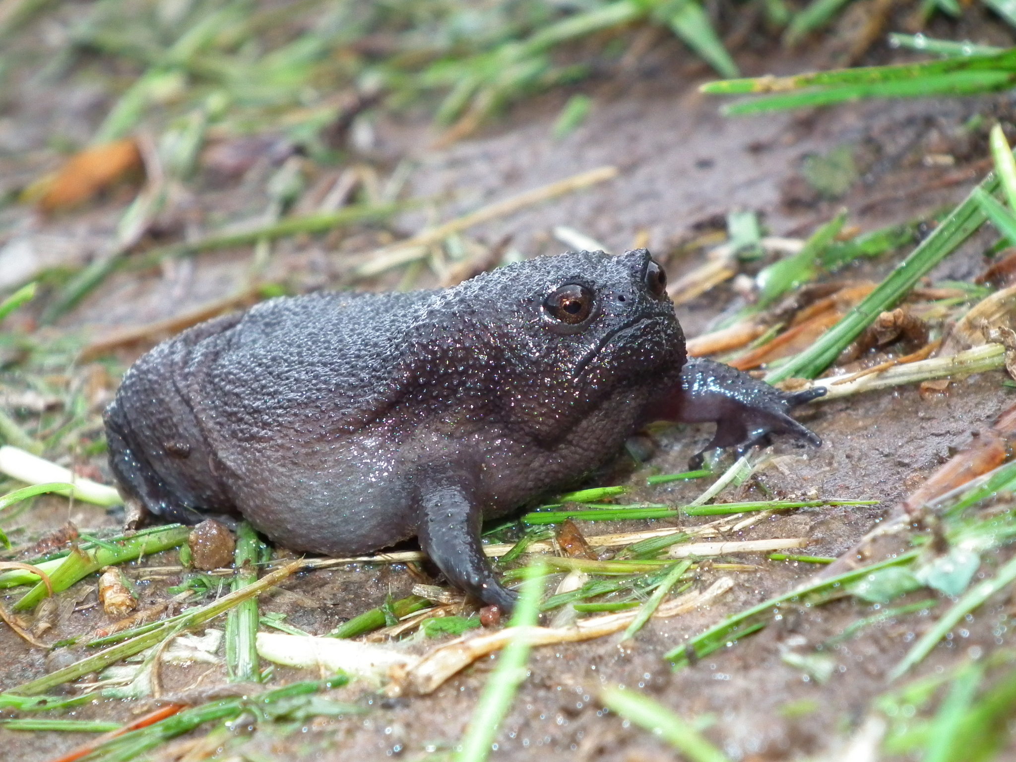 Black Rain Frog (Breviceps fuscus)