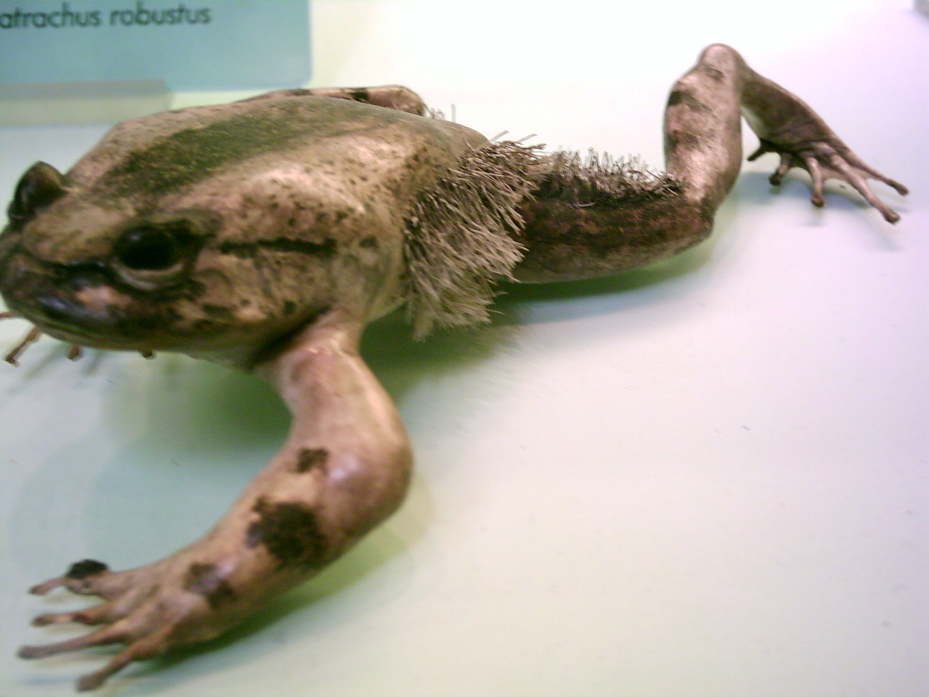 Hairy Frog (Astylosternus robustus)