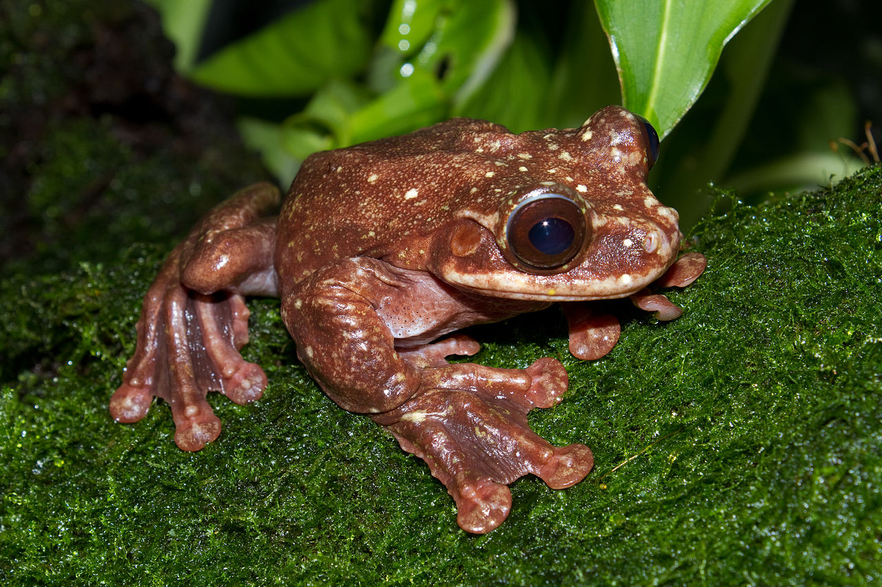 RIP Toughie the Last Rabb’s Fringed Limbed Tree Frog