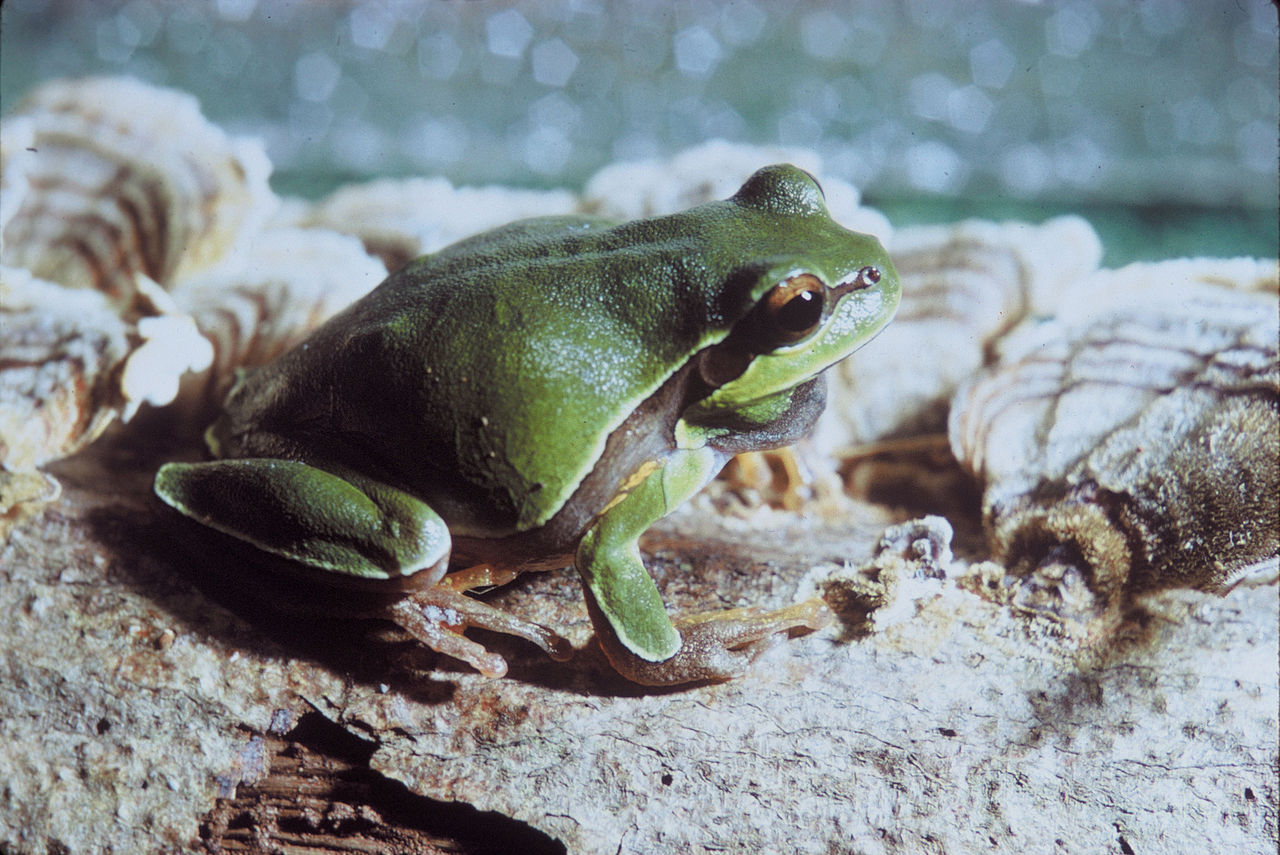 Pine Barrens Tree Frog (Hyla andersonii)