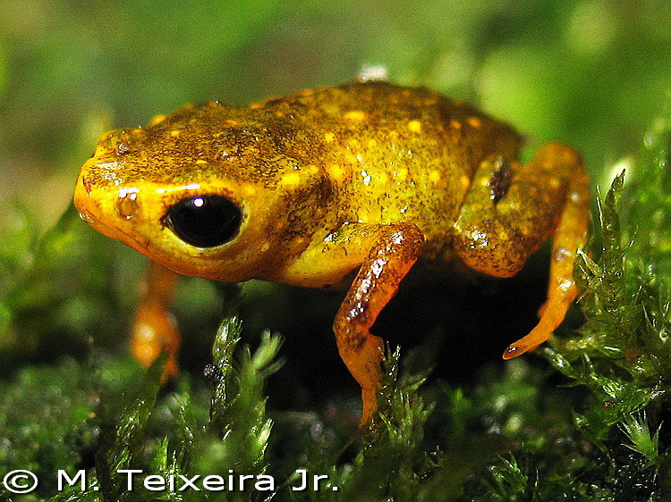 Brachycephalidae - Saddle-back Toads