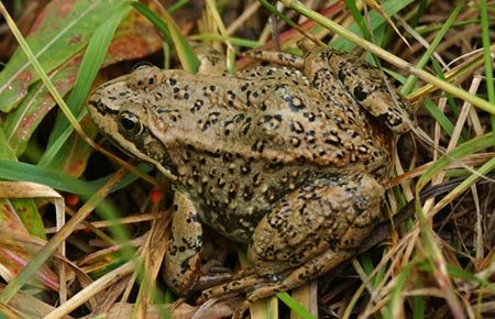Columbia Spotted Frog (Rana luteiventris)