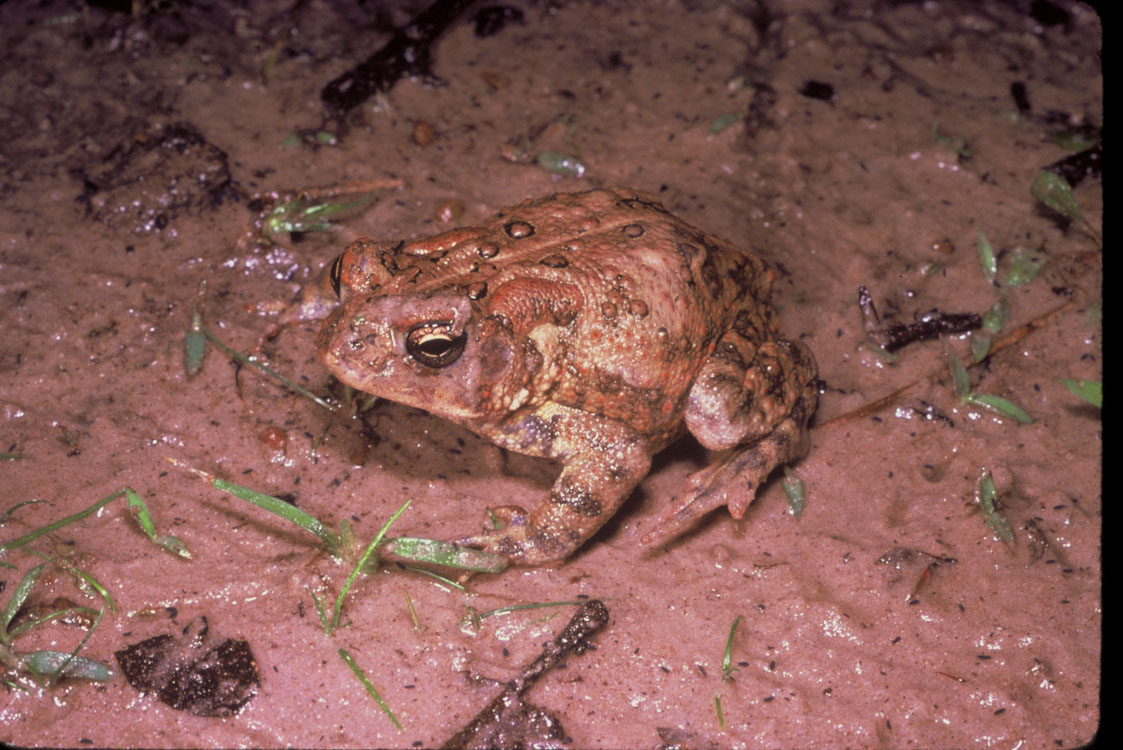 Houston Toad (Anaxyrus houstonensis)