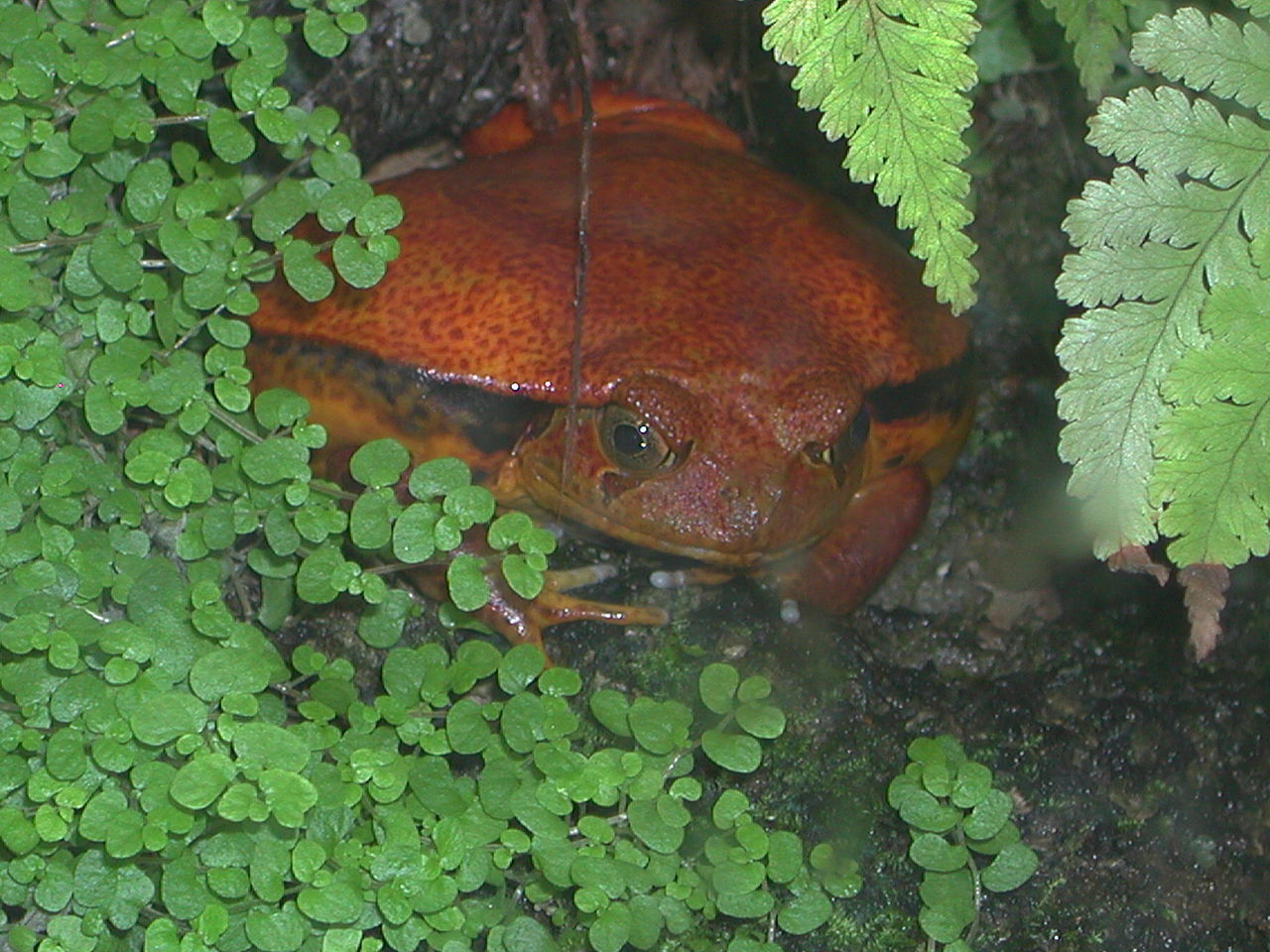 Tomato Frog (Dyscophus antongilii)