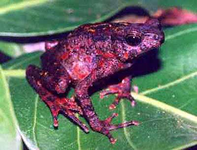 Answer to frog or toad 10/11/16