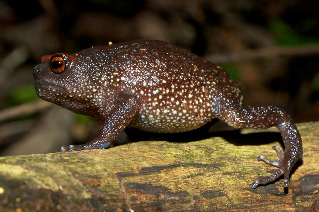Rain Frog Family - Brevicipitidae