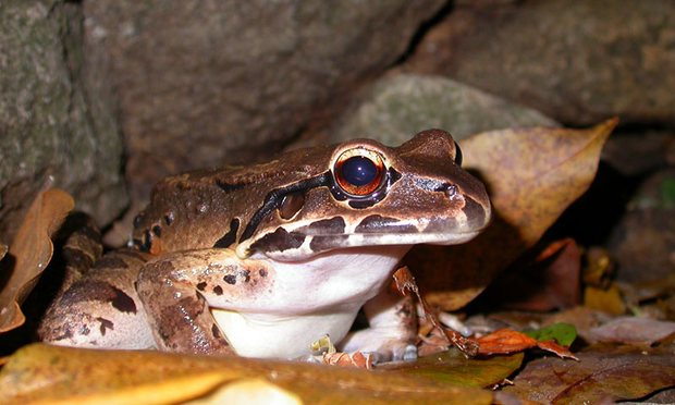 Mountain Chicken Frog (Leptodactylus fallax)