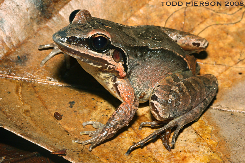 Leptodactylidae – Southern Frogs