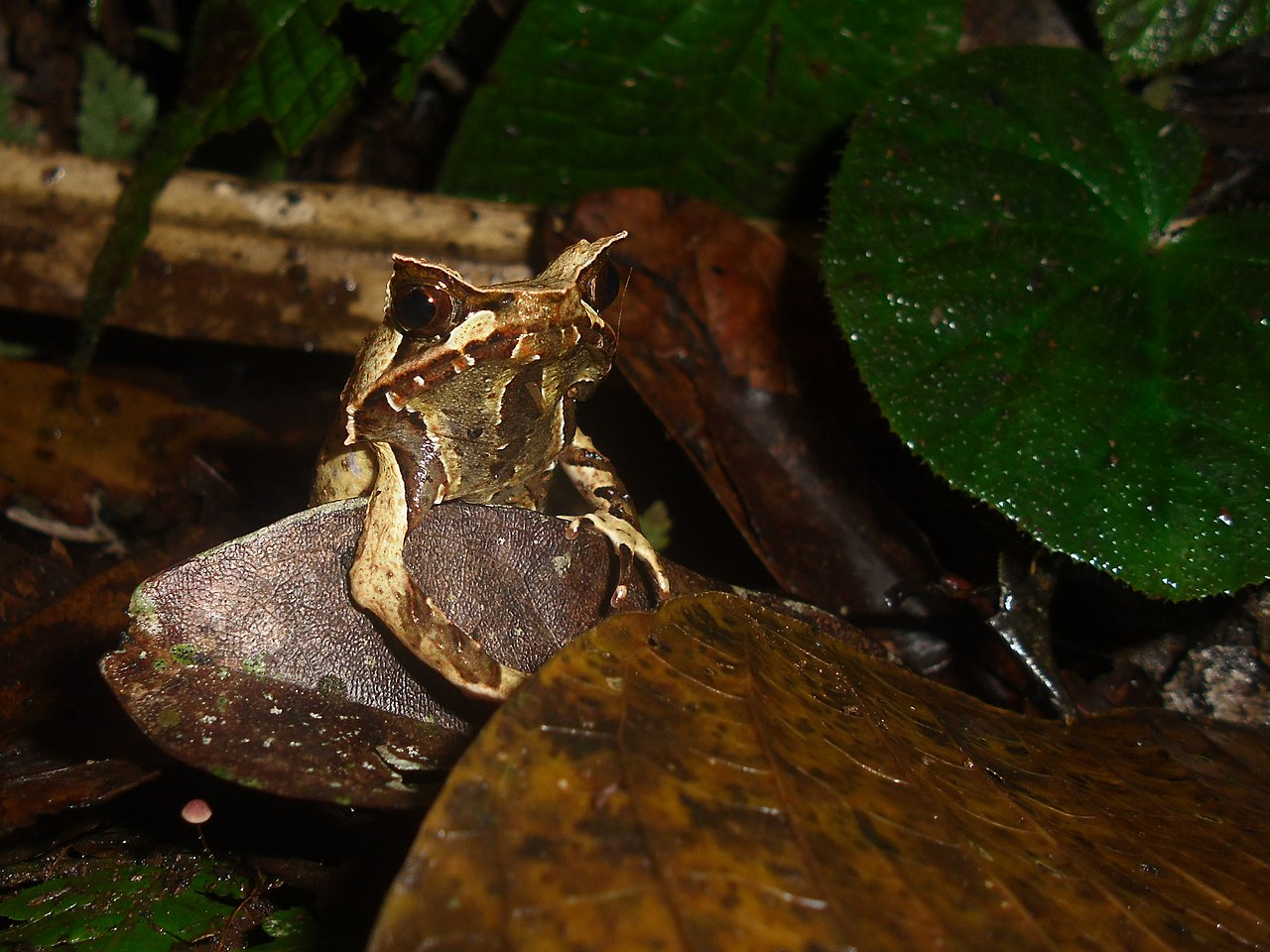 Asian Horned Frog (Megophrys montana)