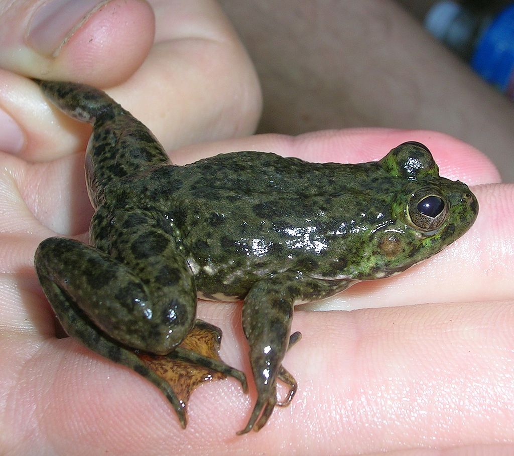 Dicroglossidae - Forked Tongued Family