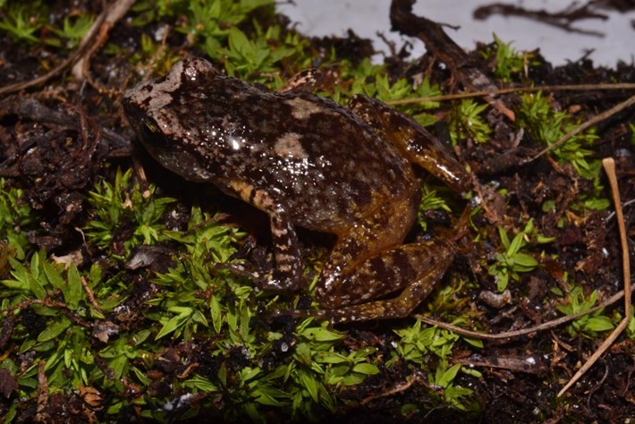 Extinct Frog Re-discovered After 54 Years