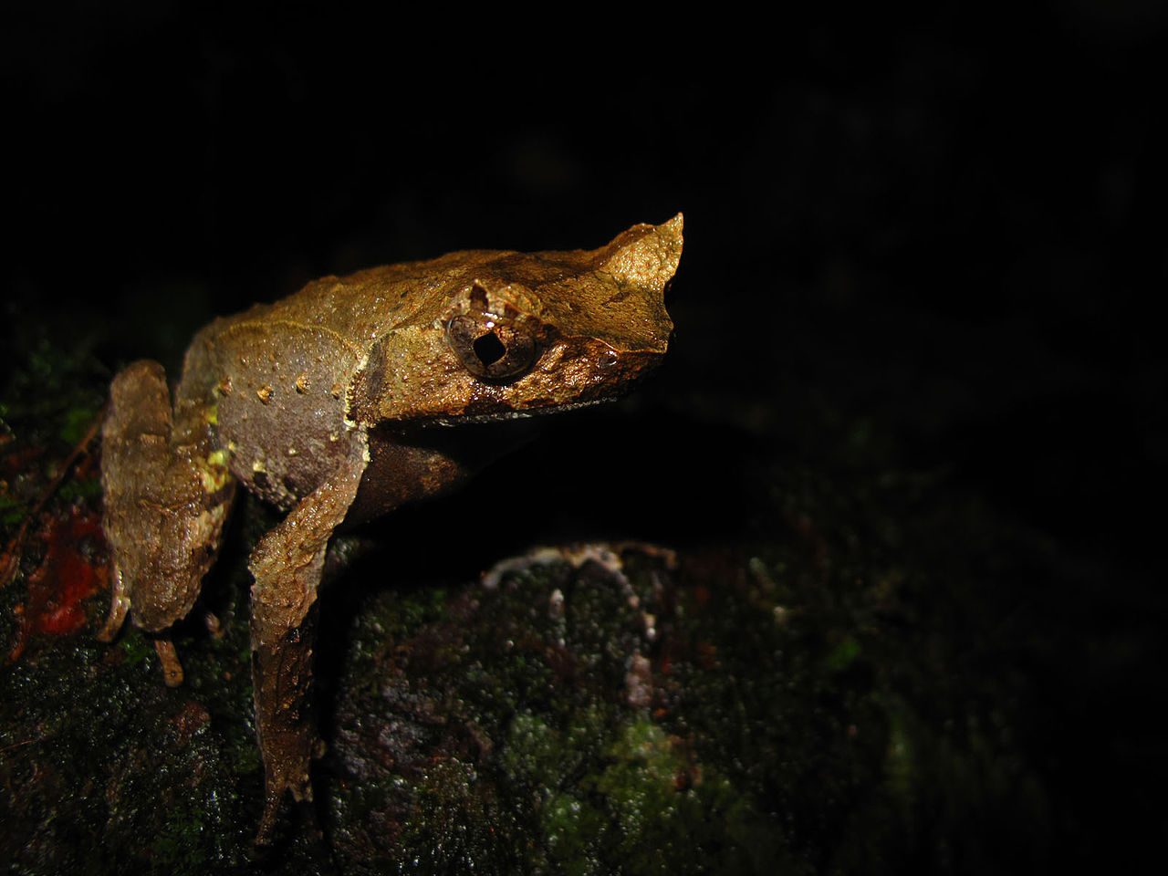 Megophryidae - Leaf Litter Frogs