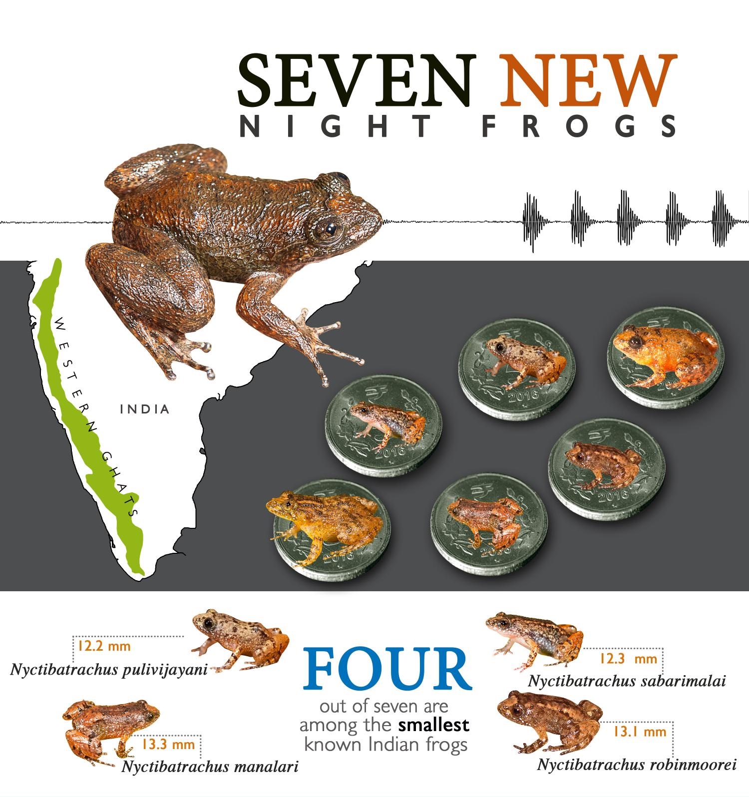7 New Night Frogs Discovered in India