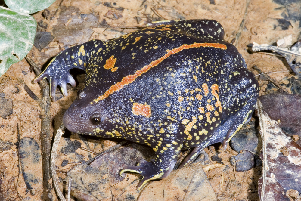 Mexican Burrowing Toad (Rhinophrynus dorsalis)