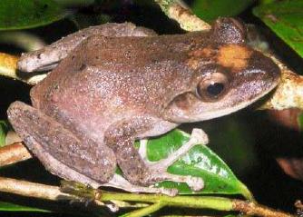 Fiji Tree Frog (Cornufer vitiensis)