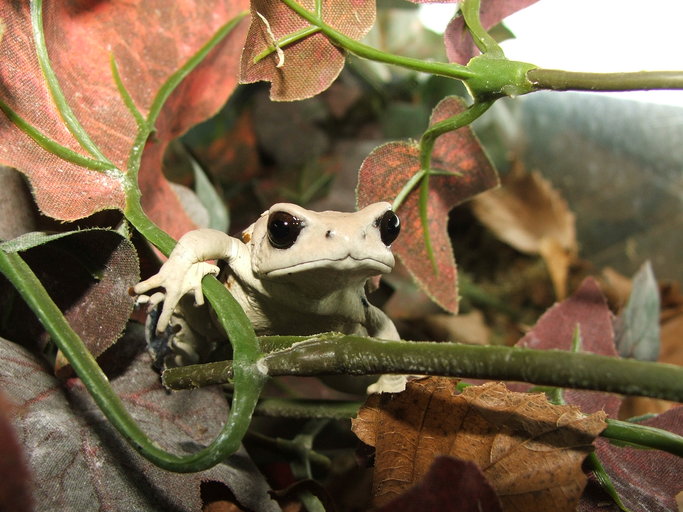 Morogoro Tree Toad (Nectophrynoides viviparus)