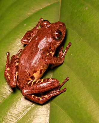Hyperoliidae - African Tree Frogs