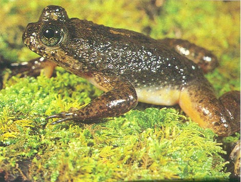 Gastric Brooding Frog