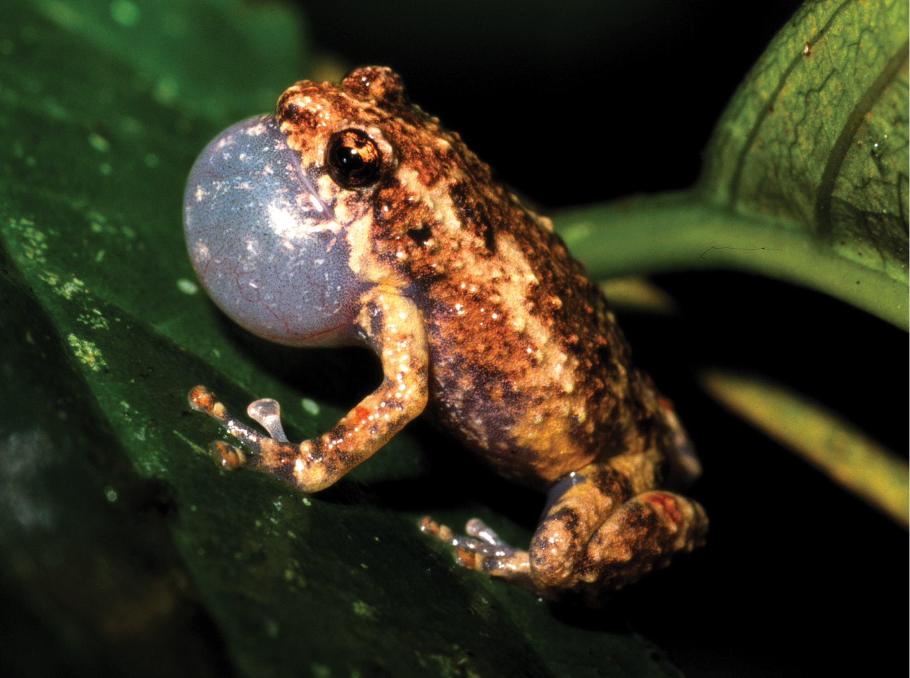3 New Microhylid Frog Species Discovered
