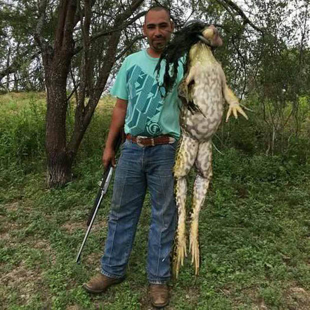 Giant Frog from Texas