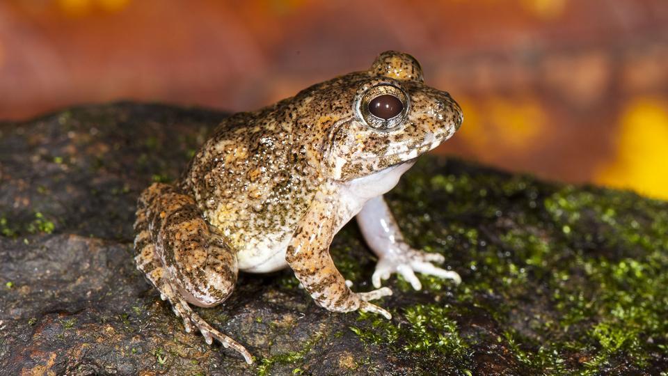 Four New Burrowing Frogs Discovered in the Western Ghats