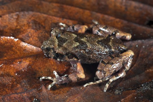 New Species of Leaf Frog Discovered from Vietnam