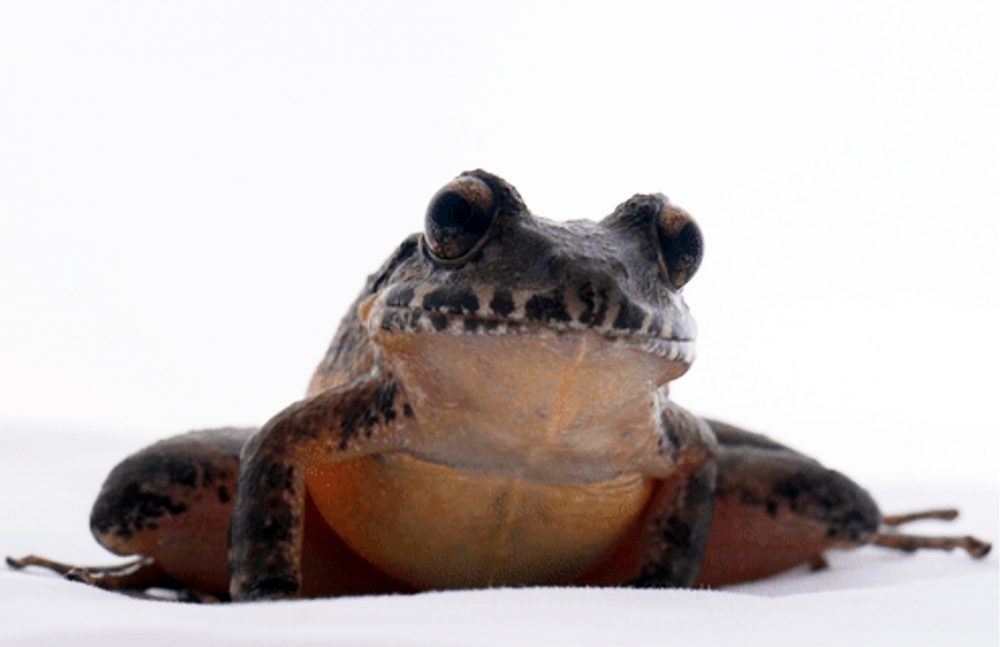 Red-bellied frog found in Costa Rica after 30 years.