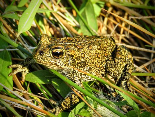 New Toad in the USA – Dixie Valley Toad