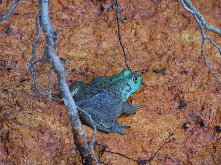 Weird Blue American Bullfrog Photographed in California