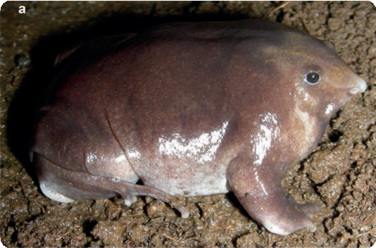 New Species of Purple Frog