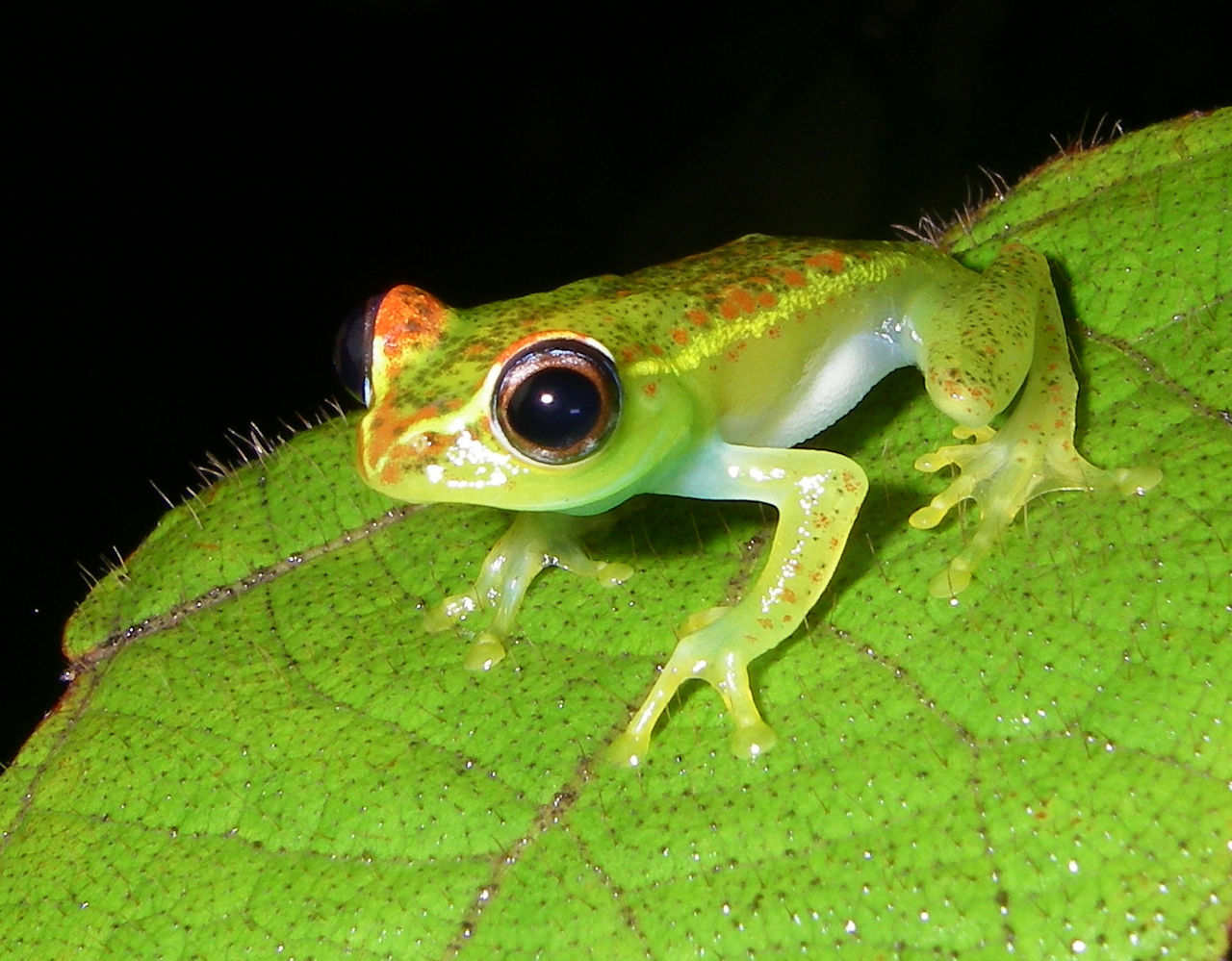 Central Bright-eyed Frog (Boophis rappiodes)