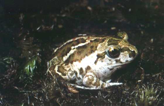 Common Spadefoot Toad (Pelobates fuscus)