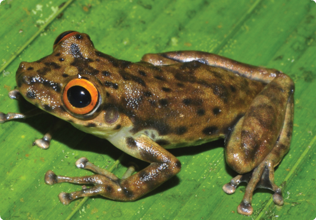 New Species of Scinax Tree Frog from Brazil
