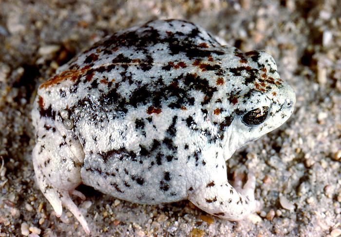 Northern Sandhill Frog (Arenophryne rotunda)