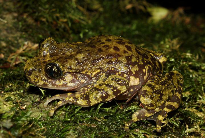 Heleophrynidae – Ghost Frog Family