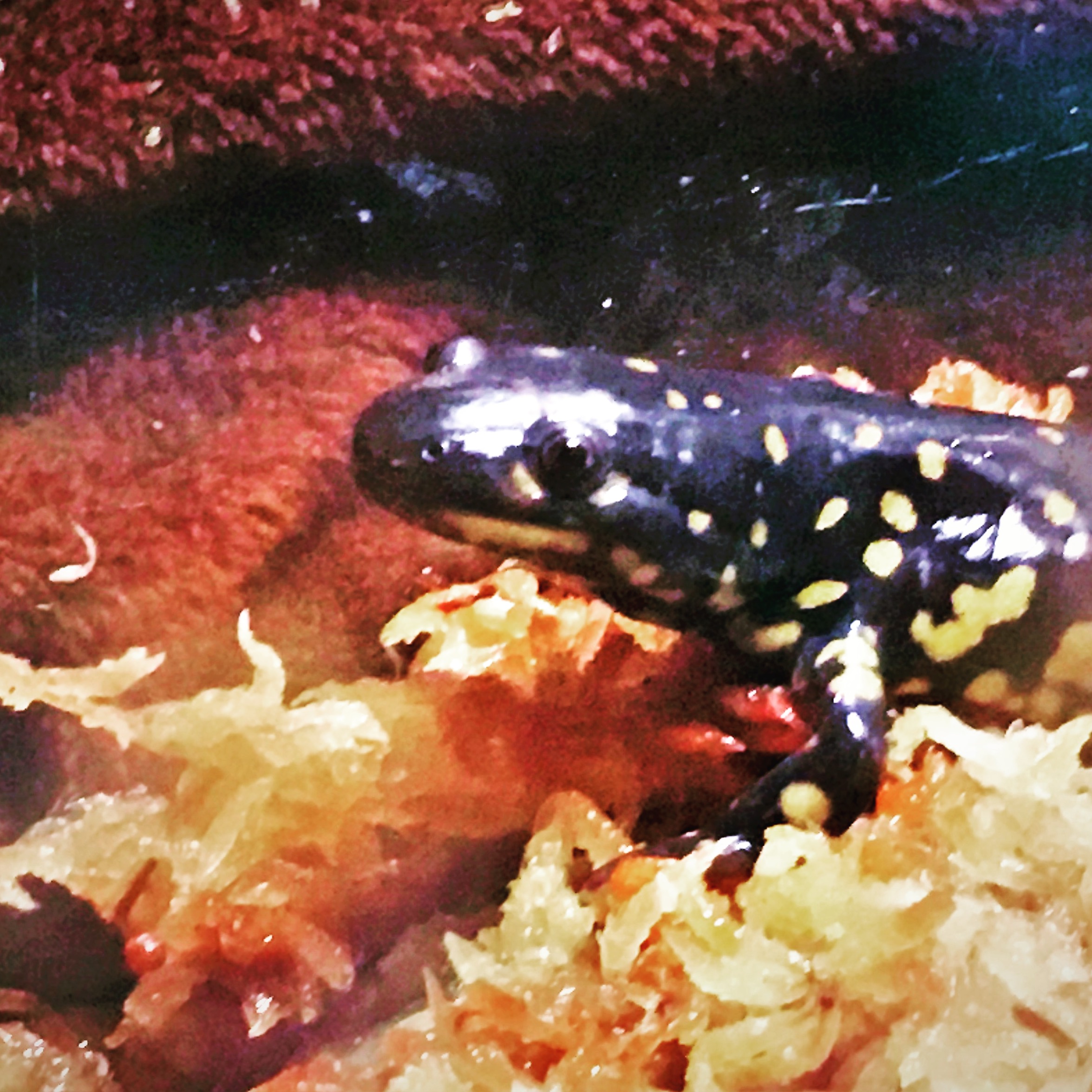 Eastern Tiger Salamander (Ambystoma tigrinum)