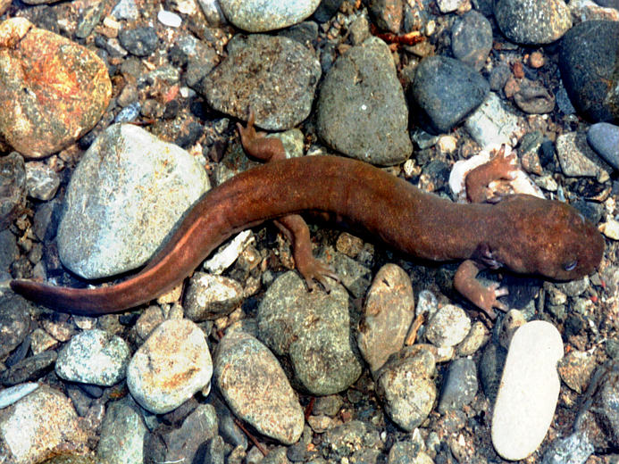 Dicamptodontidae – Pacific Giant Salamanders