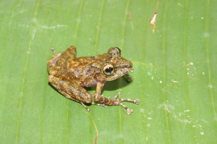 Craugastoridae - Fleshbelly Frogs