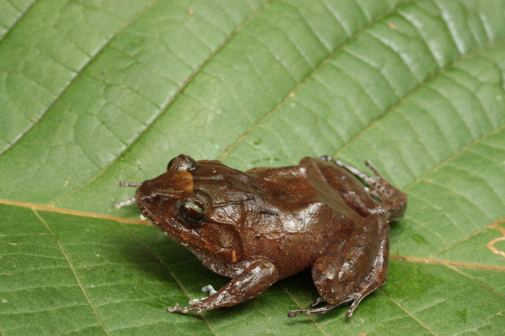 Craugastoridae – Fleshbelly Frogs
