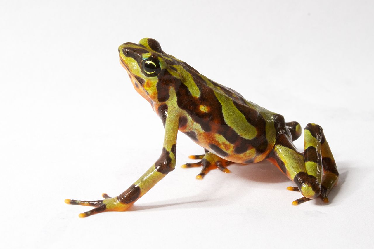 Clown Frog (Atelopus varius)