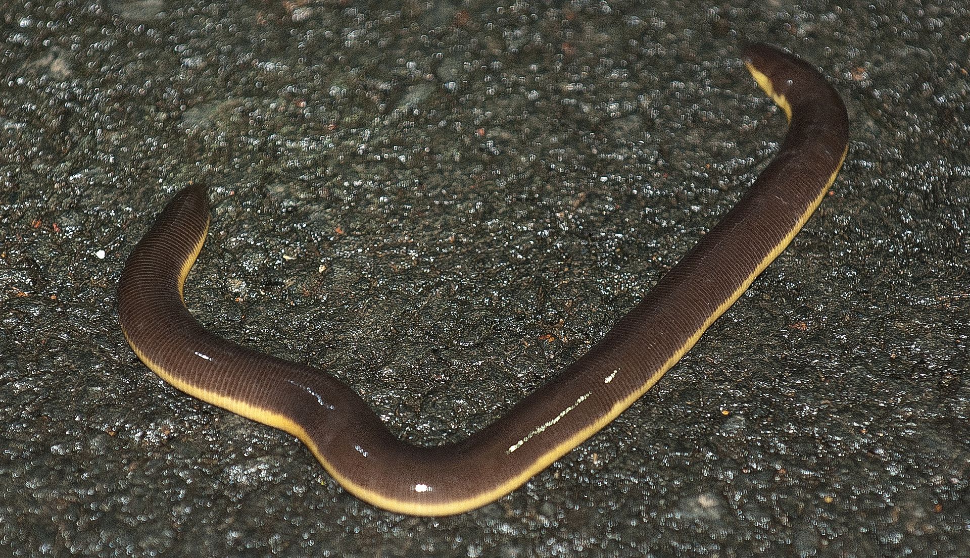 Ichthyophiidae – Asiatic Tailed Caecilians