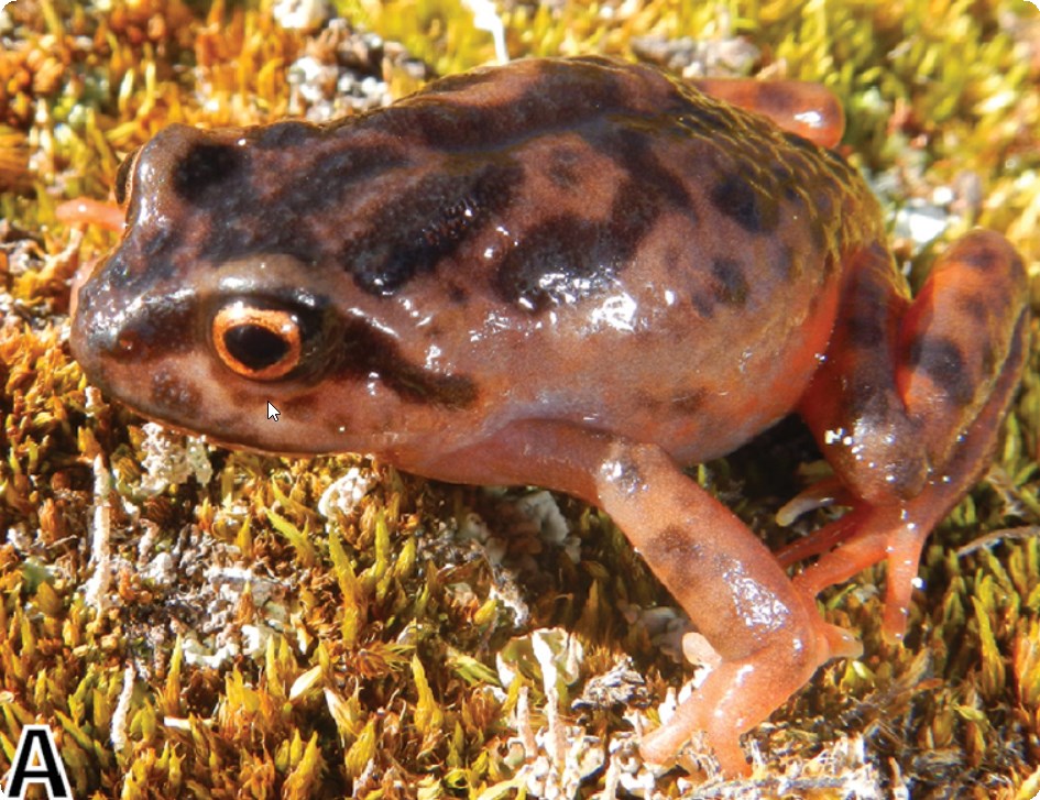 New Species of Frog from Peru