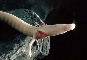 Olm (Proteus anguinus)