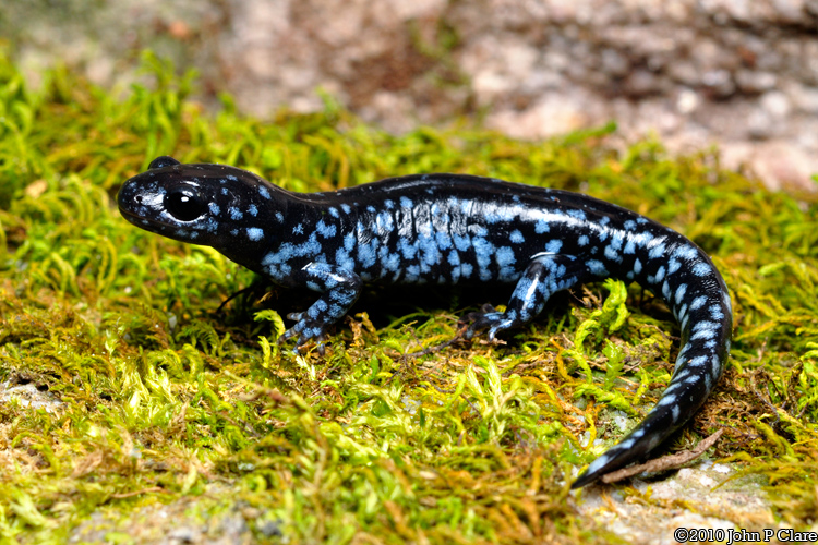 Salamanders and Newts of Wisconsin