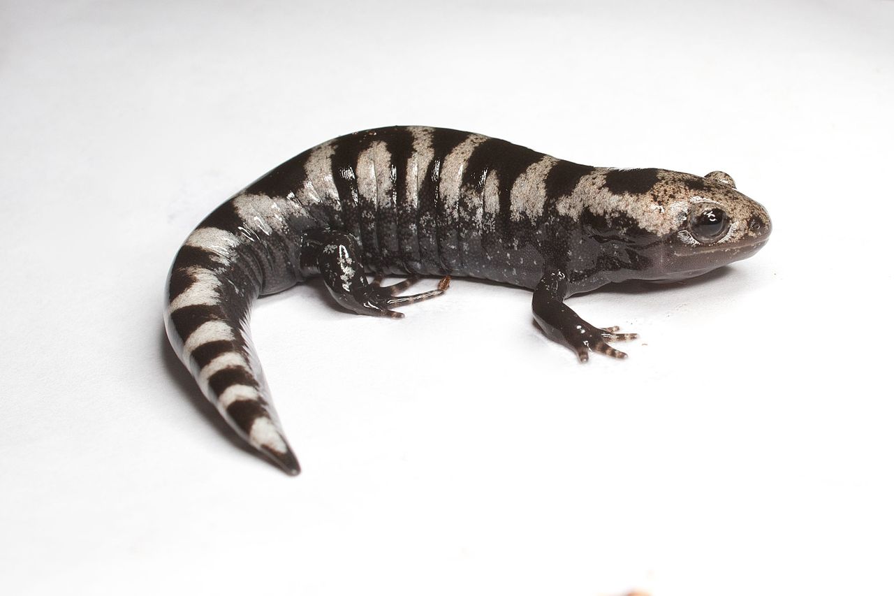 Marbled Salamander (Ambystoma opacum)