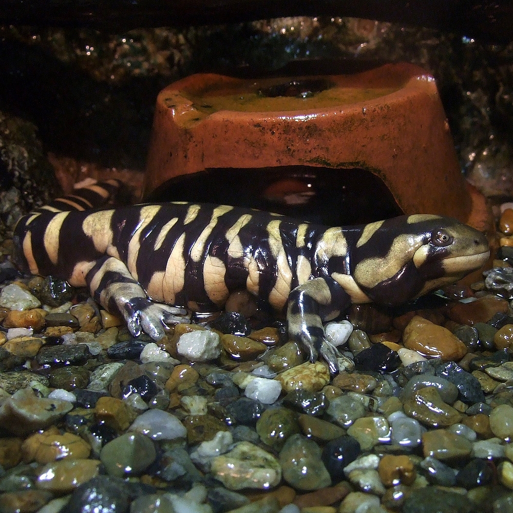 Western Tiger Salamander (Ambystoma mavortium)