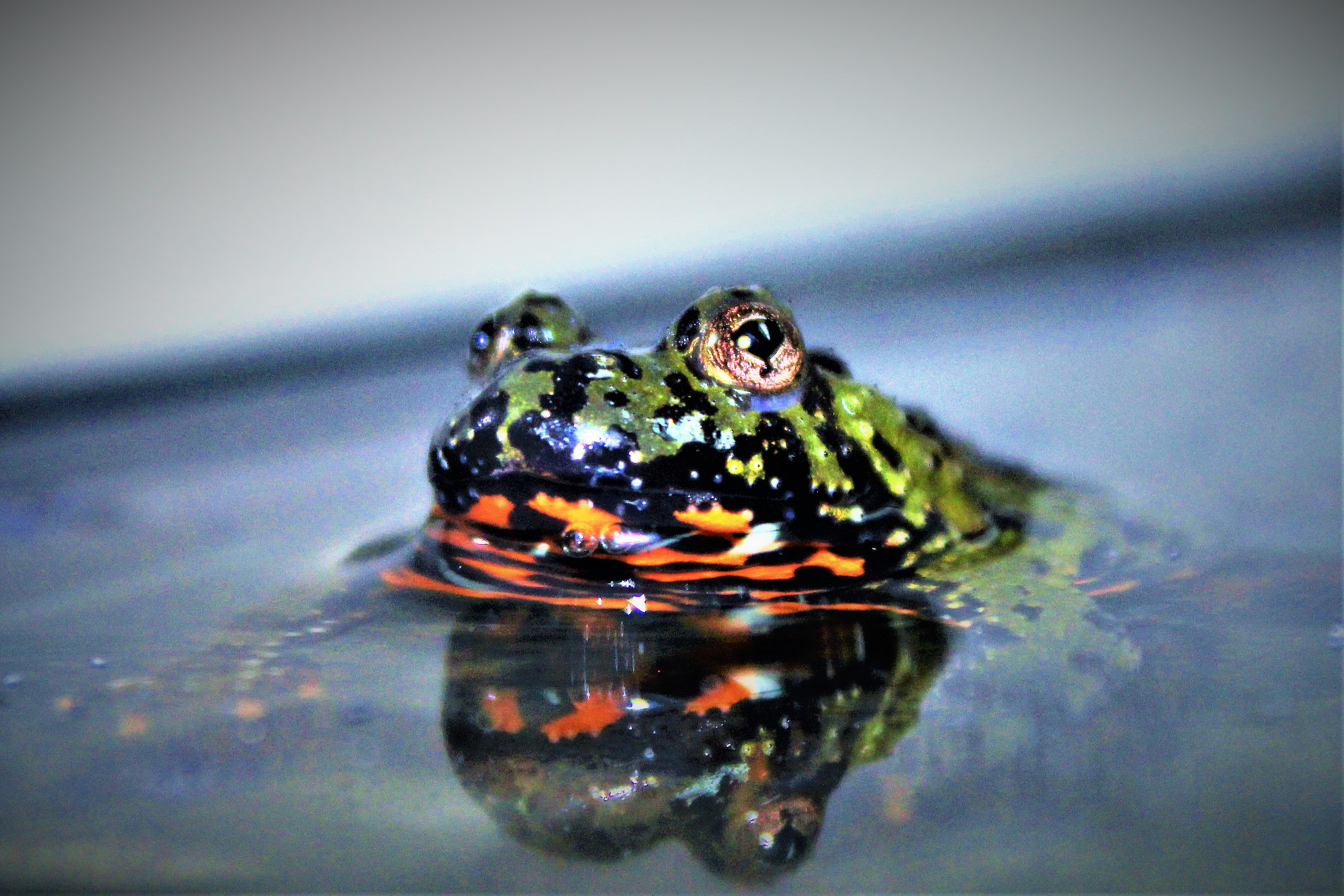 Meet Holly, the Fire Bellied Toad